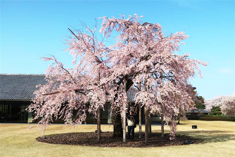 庭を眺めてコーヒーで一服 コレクションへのいざない＋（プラス）＜6＞ 県水墨美術館｜北日本新聞webunプラス