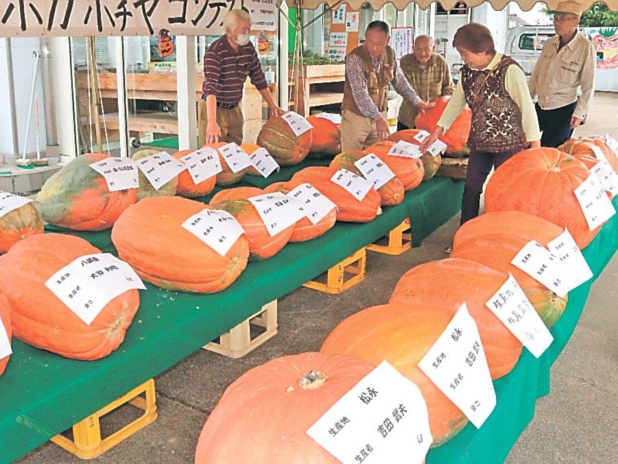 ジャンボカボチャ迫力の30個 小矢部で展示、25日コンテスト｜北日本新聞webunプラス