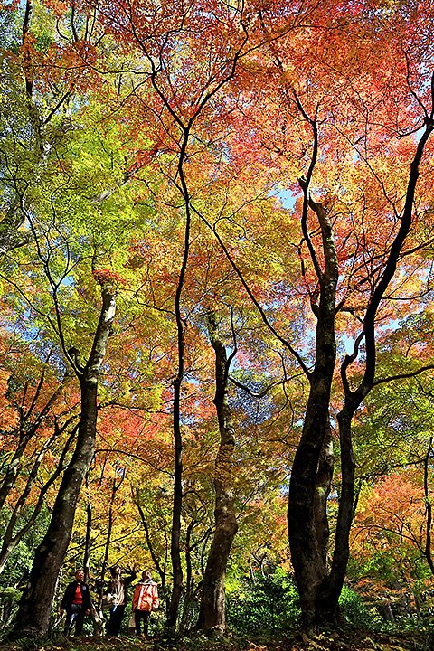 ＜とやまの紅葉2024＞富山・寺家公園もみじのアート天覆う｜北日本新聞webunプラス