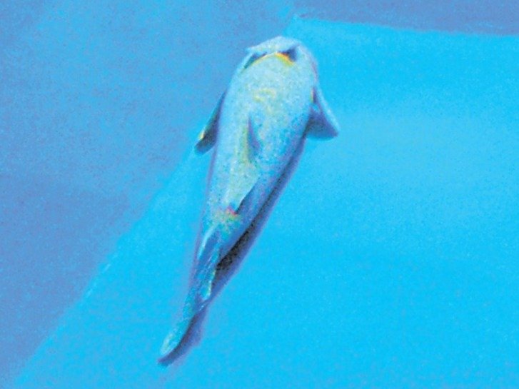 ダラーンと寝そべり、太ったナガコバン 魚津水族館、SNSで話題「休日の俺」｜北日本新聞webunプラス