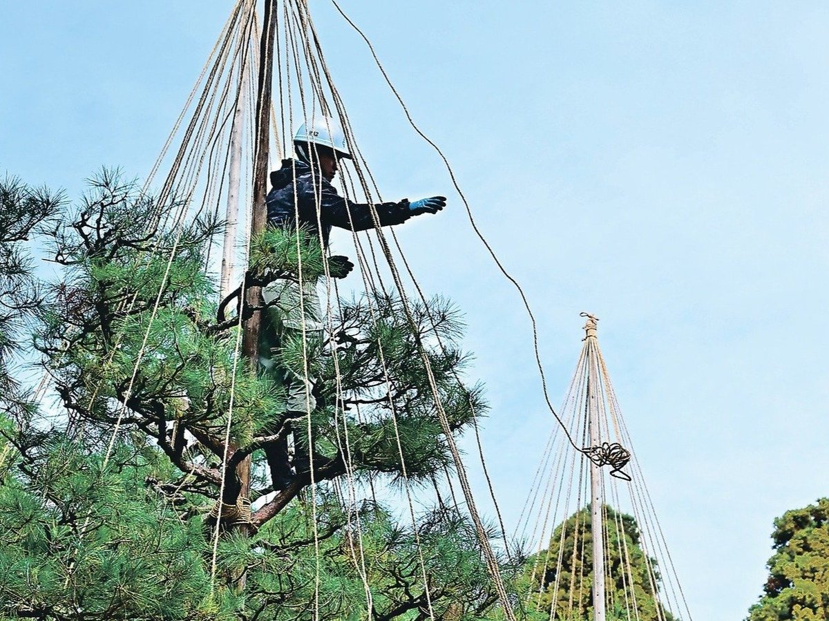 初冬に映える直線美 富山・内山邸で雪つり｜北日本新聞webunプラス