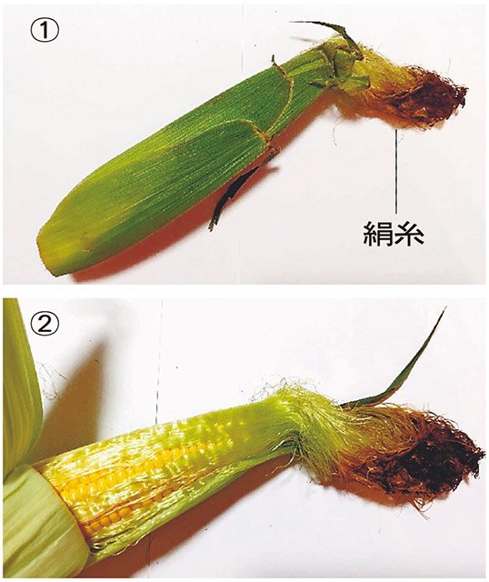 科学の「め」＜72＞トウモロコシ｜北日本新聞webunプラス