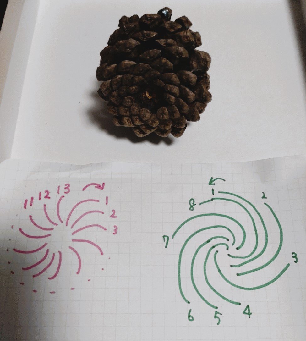 松ぼっくり～自然の美しさと数～ コノコト｜北日本新聞webunプラス