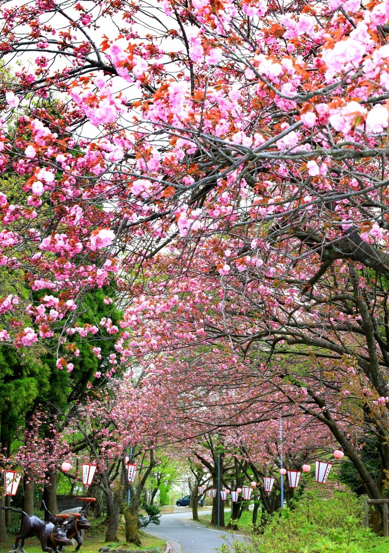 倶利迦羅さん八重桜まつり｜北日本新聞webunプラス
