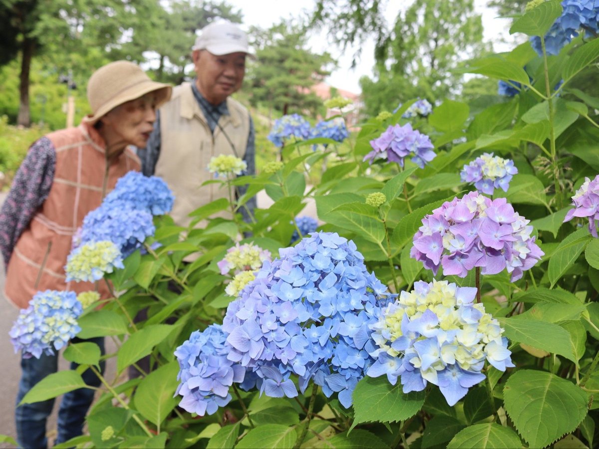 色鮮やか140種2万株 射水・太閤山ランドであじさい祭り始まる｜北日本新聞webunプラス