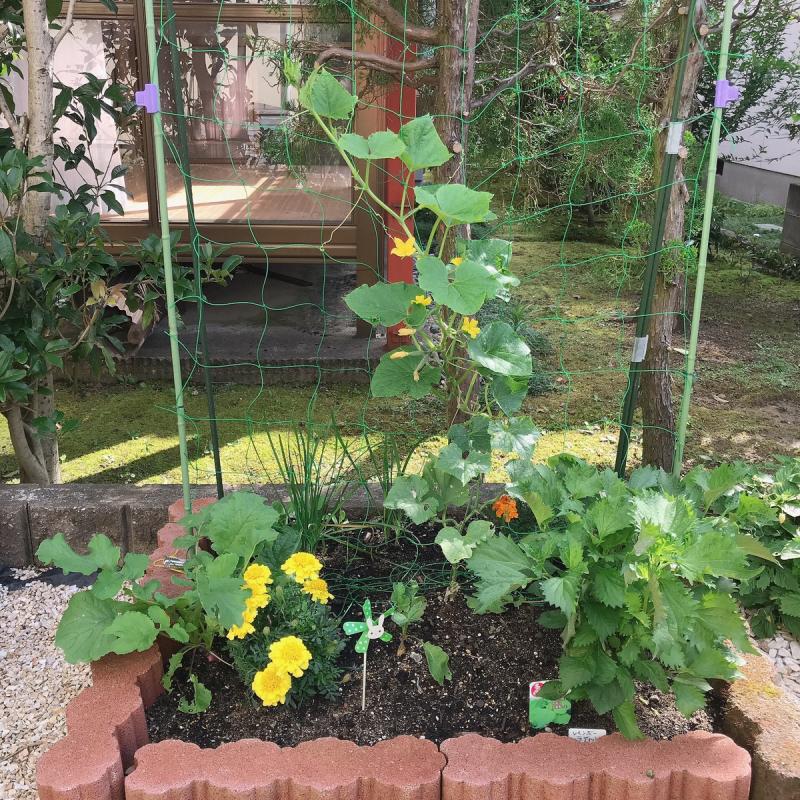 ⑥鮮やかラディッシュも！続々収穫☆【富山でつくる！ポタジェガーデン】 コノコト｜北日本新聞webunプラス