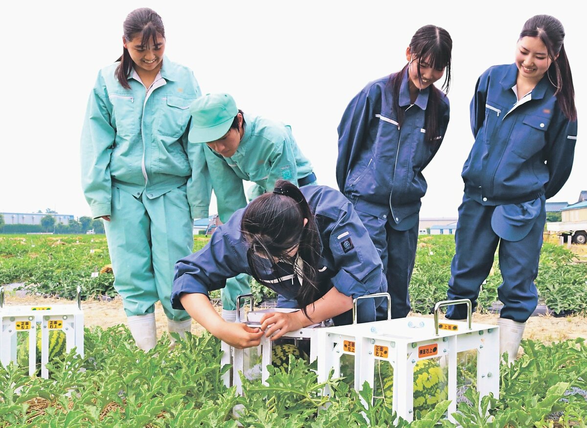 ジャンボ西瓜、四角く甘く育って 入善高農業科、成形ケースに入れる｜北日本新聞webunプラス