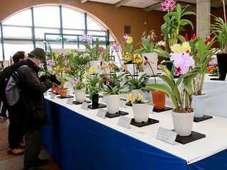 丹精込めて育てたラン305点 北陸最大級の展覧会、富山県中央植物園で開幕｜北日本新聞webunプラス