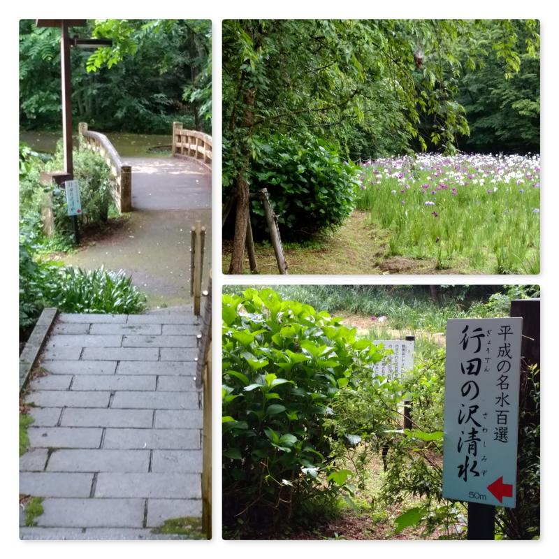 花しょうぶまつり コノコト｜北日本新聞webunプラス