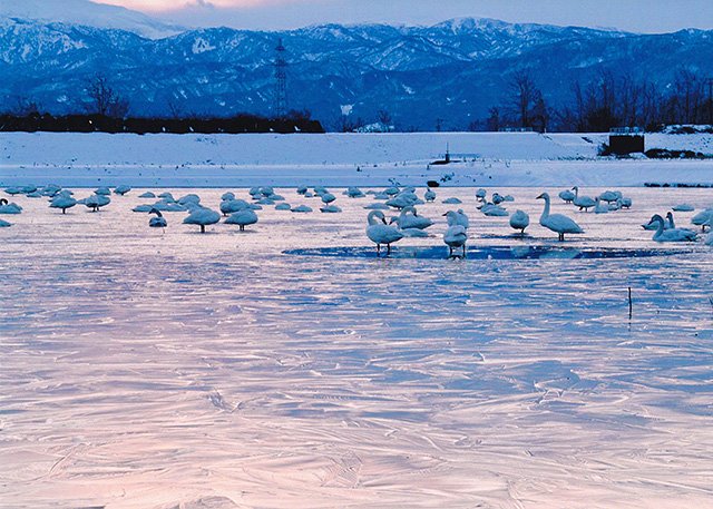 読者写真コンクール1月の入選作・最終選考進出作（2025年）｜北日本新聞webunプラス