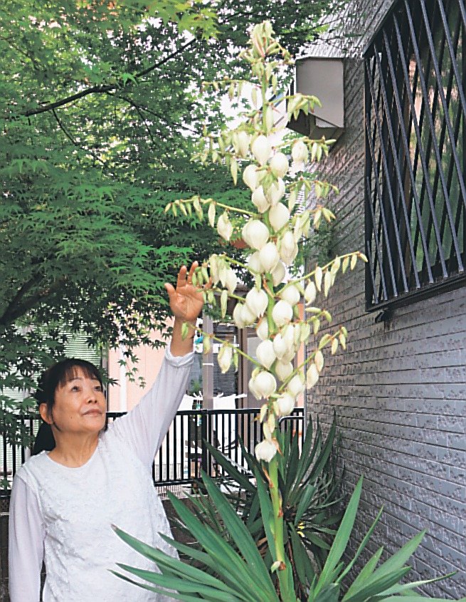 25年目で初めて開花 高岡・永井さん宅の北米原産ラン｜北日本新聞webunプラス