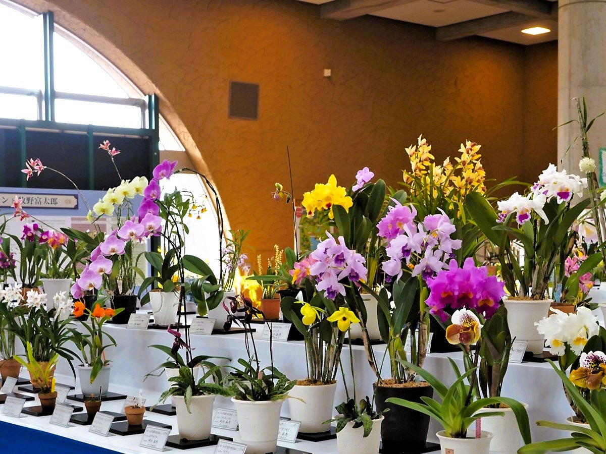 第53回富山県蘭まつり大会｜北日本新聞webunプラス