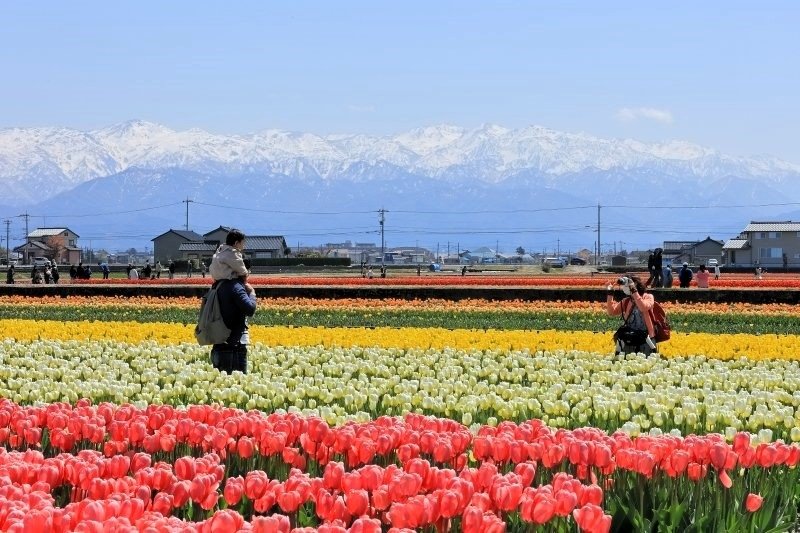 にゅうぜんフラワーロード2024｜北日本新聞webunプラス