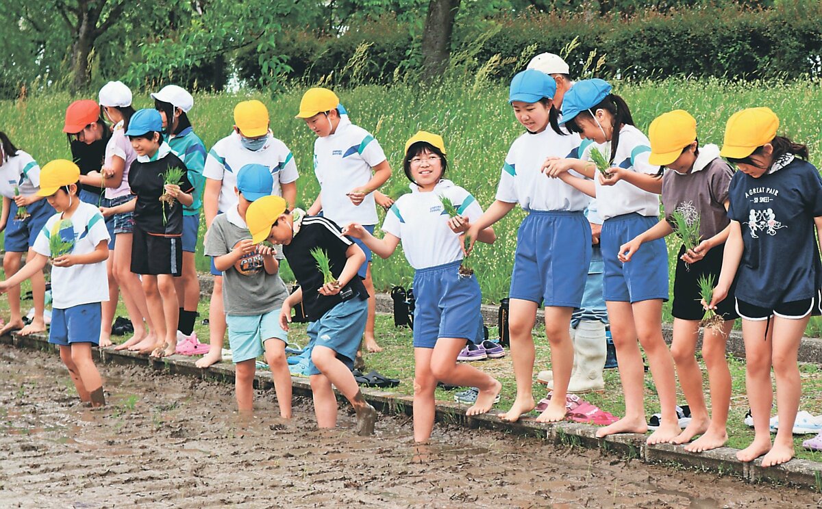 歓声上げ田植え楽しむ 射水市小杉小5年生｜北日本新聞webunプラス