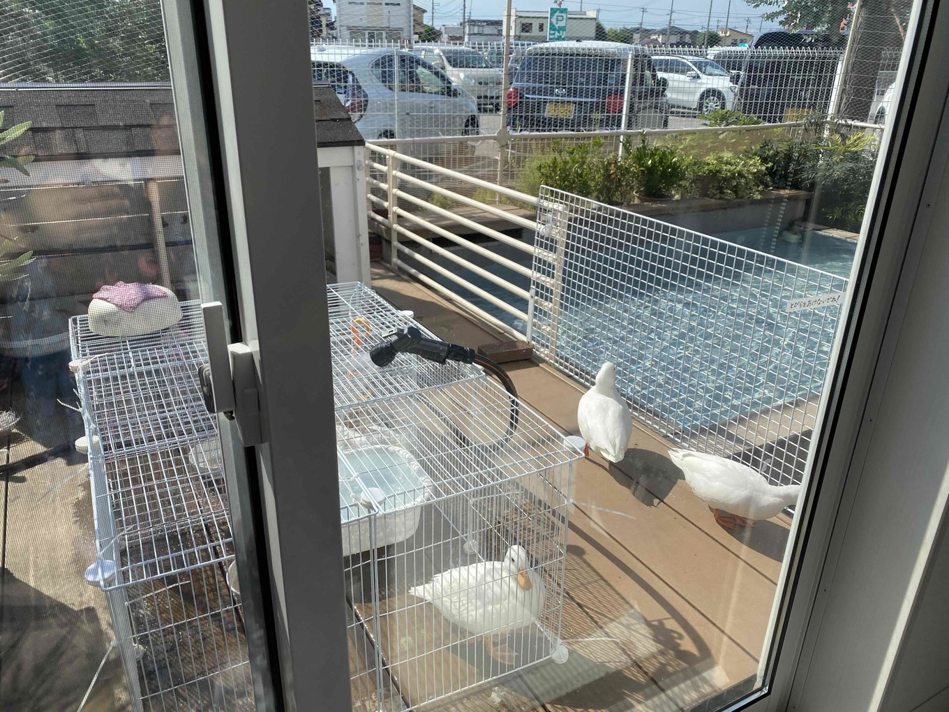 アヒルに出会えるおしゃれなカフェ「moohno」【親子でGO！オイシイおでかけ⑦】 コノコト｜北日本新聞webunプラス