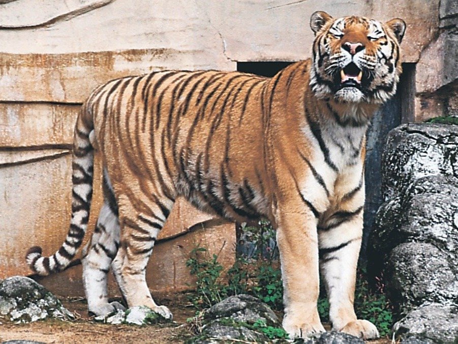 唯一のトラ「オク」死ぬ 富山市ファミリーパーク、24年に来たばかり｜北日本新聞webunプラス