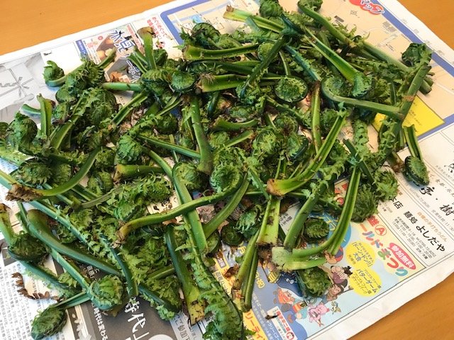 初物の山菜をいただく。 コノコト｜北日本新聞webunプラス