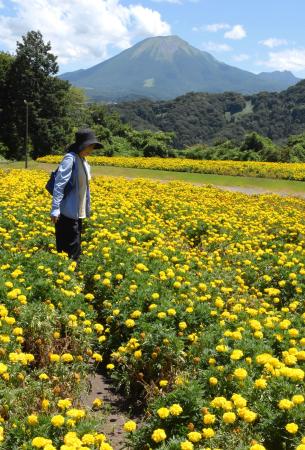 花の夏祭り、家族にぎわう｜北日本新聞webunプラス