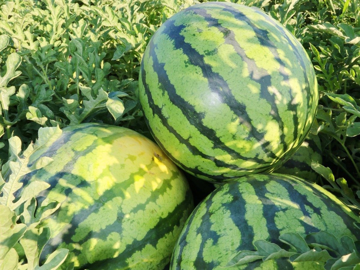 夏の味 甘く 富山で特産「朝日すいか」収穫開始、4000個出荷見込む｜北日本新聞webunプラス