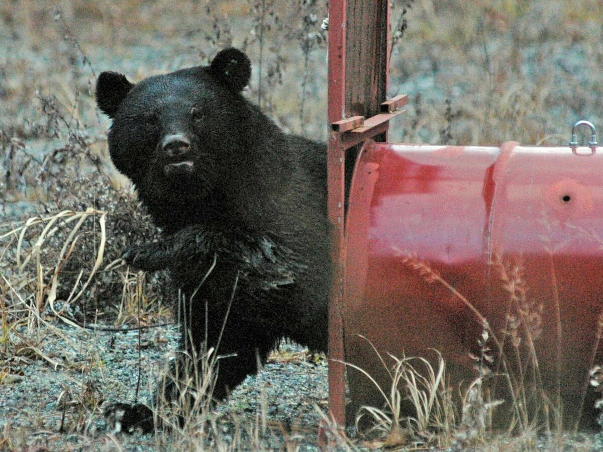【実践 クマから身を守れ】全4回 2019年10月の連載を復刻掲載｜北日本新聞webunプラス