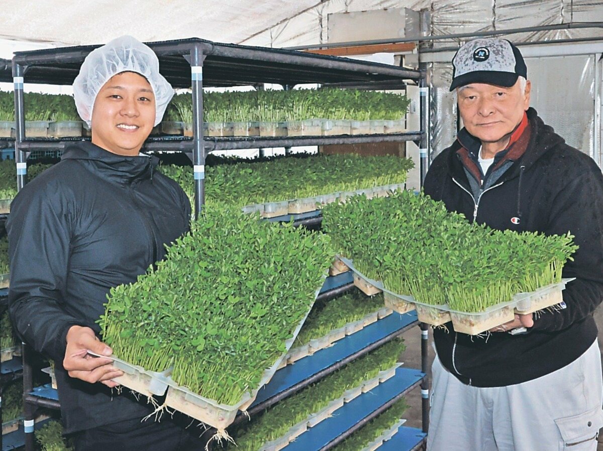 ＜とやま事業承継ストーリー＞18／シテン（射水市西高木・小杉）発芽野菜を未来へ 若い人材を積極的に採用｜北日本新聞webunプラス