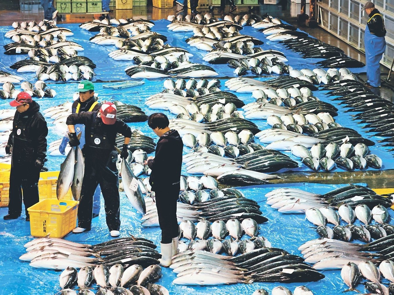 ひみ寒ぶり好調、累計1万本超え 宣言から6日目で大台、過去2番目の早さ（11月28日）｜北日本新聞webunプラス