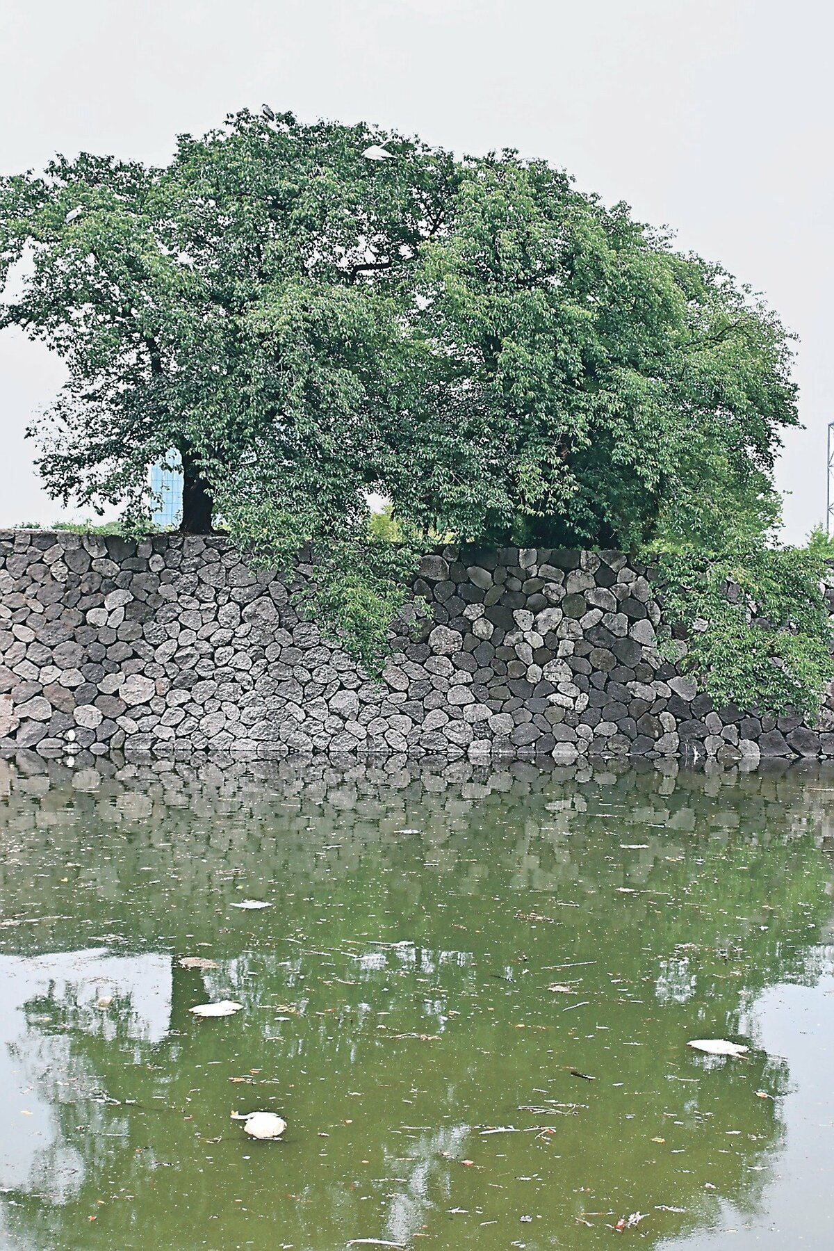 暑さで？サギ大量死 富山城址公園の堀、鳥インフルは陰性｜北日本新聞webunプラス