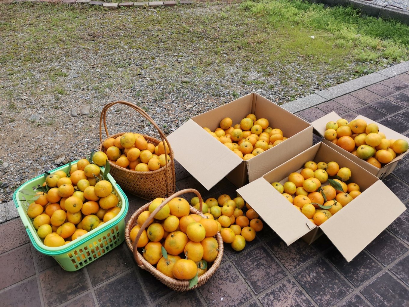 ミカンの皮🍊きれいにむけて気持ちいい！【やちやちが行く‼（119）】 コノコト｜北日本新聞webunプラス
