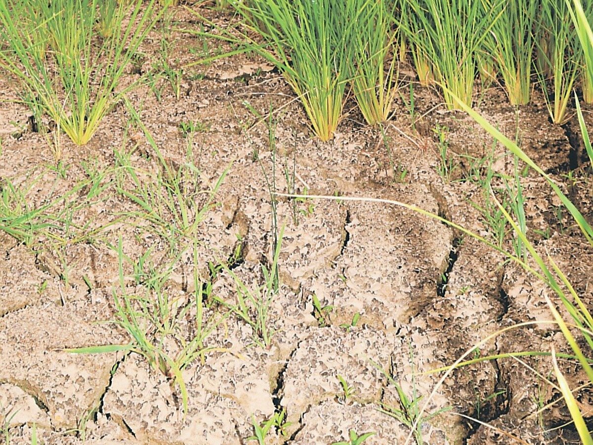 高温・少雨、コメ農家不安 砺波では水不足深刻、県が管理徹底呼びかけ｜北日本新聞webunプラス