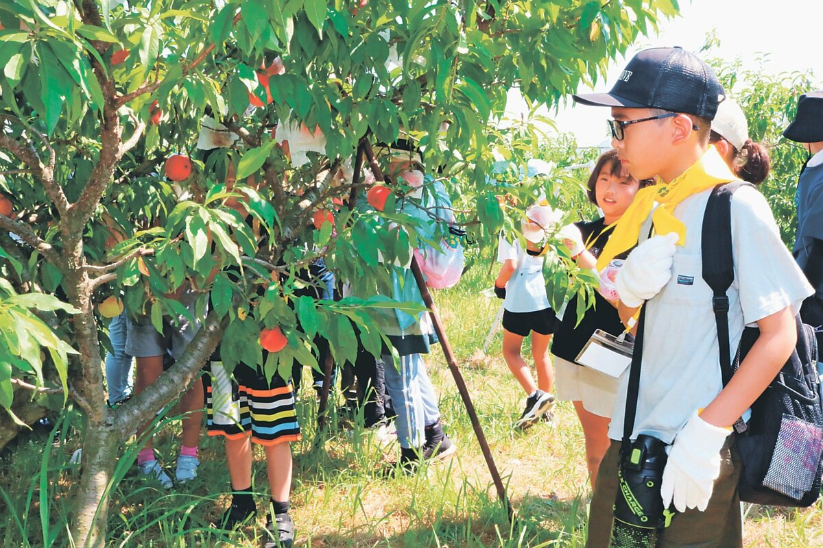 名水の里で自然体験 黒部・東京の子どもたち、モモ収穫や牧場見学｜北日本新聞webunプラス