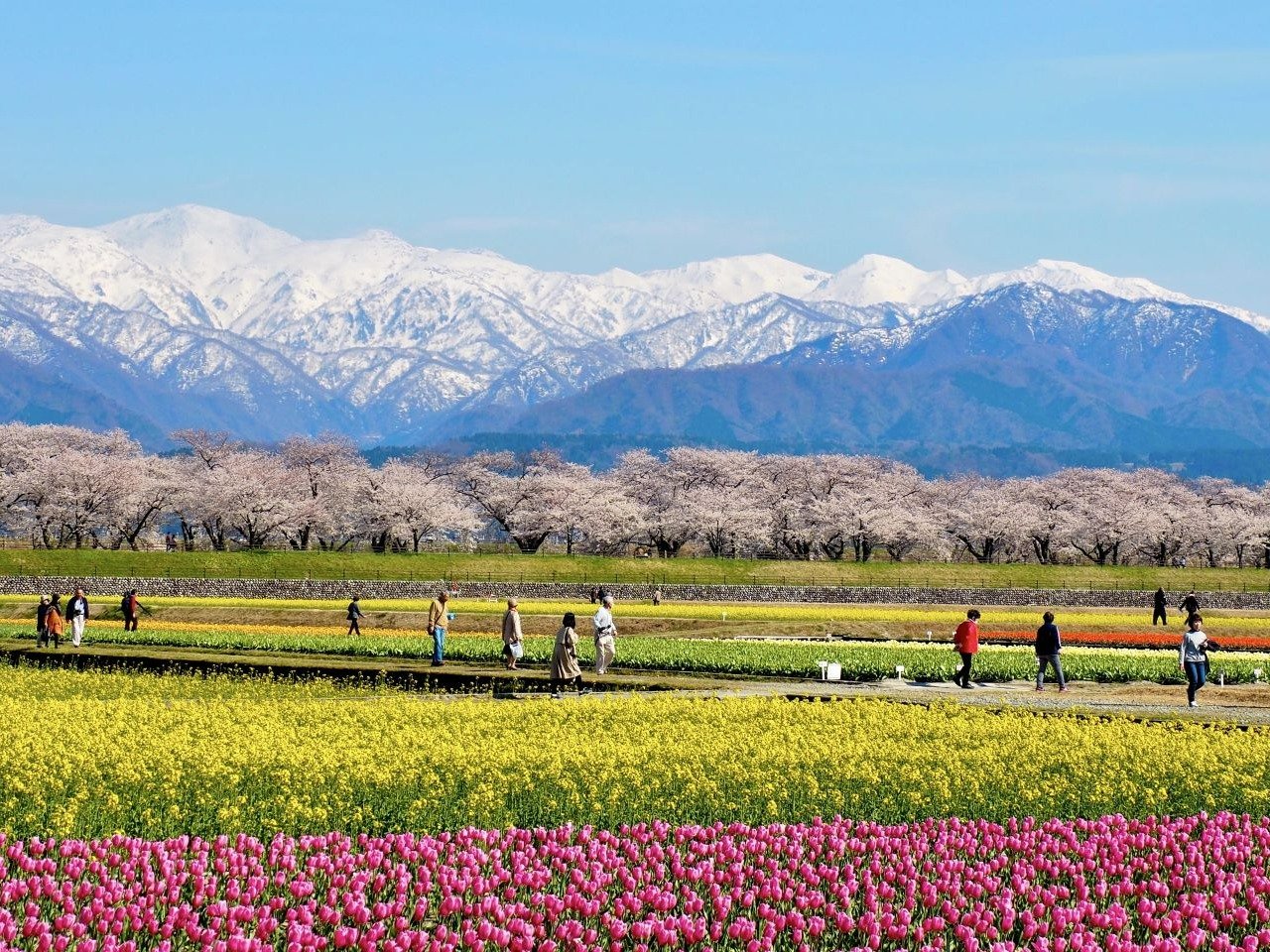 あさひ舟川「春の四重奏」2025｜北日本新聞webunプラス