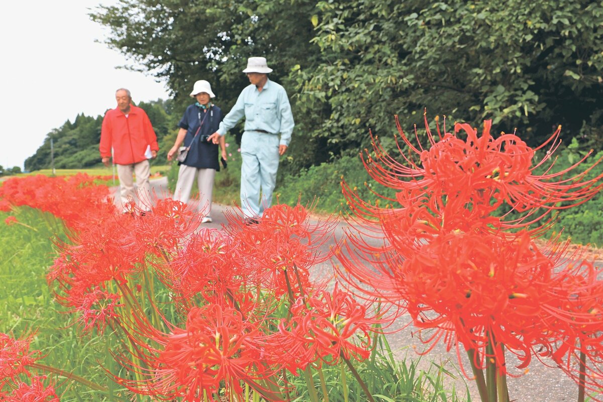 赤鮮やかヒガンバナ 小矢部｜北日本新聞webunプラス