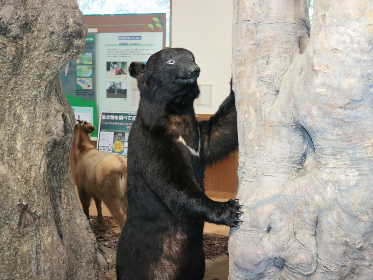 相次ぐクマ出没、遭遇避ける対策を 出没エリアを地図で可視化｜北日本新聞webunプラス