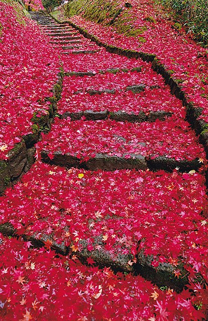 読者写真コンクール12月の入選作・最終選考進出作（2024年）｜北日本新聞webunプラス