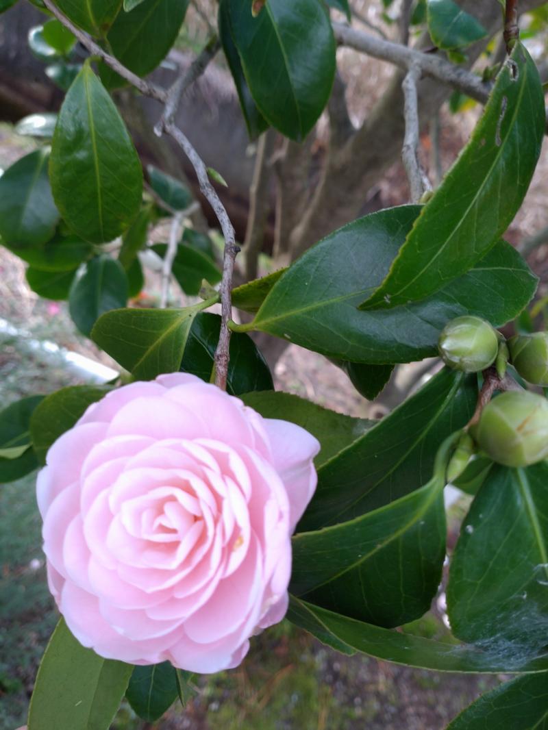 松ぼっくり～常願寺川支流を探索～ コノコト｜北日本新聞webunプラス