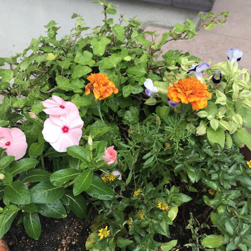 玄関先をちょっぴり華やかに！ コノコト｜北日本新聞webunプラス