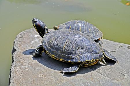 外来種のカメ放出をSNSに投稿｜北日本新聞webunプラス