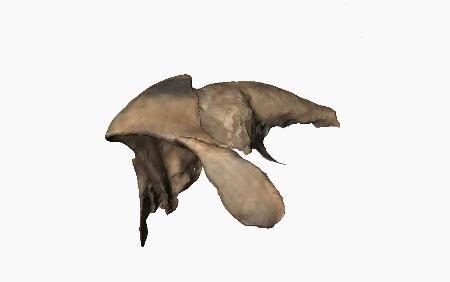 白亜紀の海、実は「イカだらけ」｜北日本新聞webunプラス