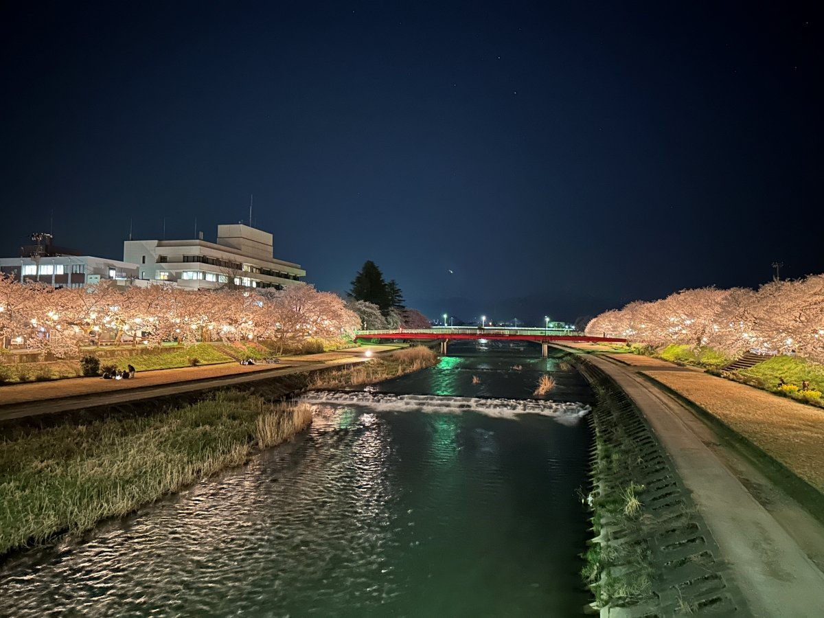 ふくみつ千本桜ライトアップ｜北日本新聞webunプラス