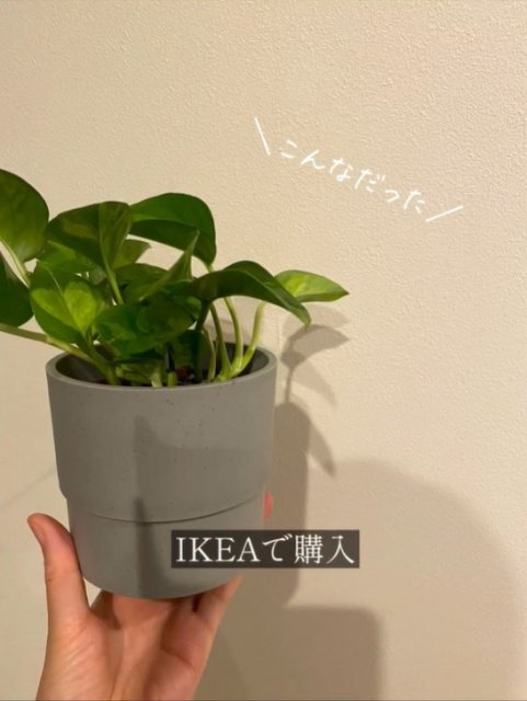 IKEAで買ったポトスを“タブーだらけ”で育てたら…3年後の姿に「すっごw！」「ラプンツェルの髪みたい！」｜北日本新聞webunプラス