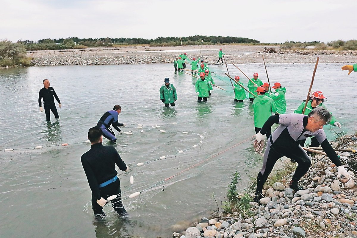伝統のサケ流し網漁で採卵用の雄雌捕獲 黒部川内水面漁協｜北日本新聞webunプラス