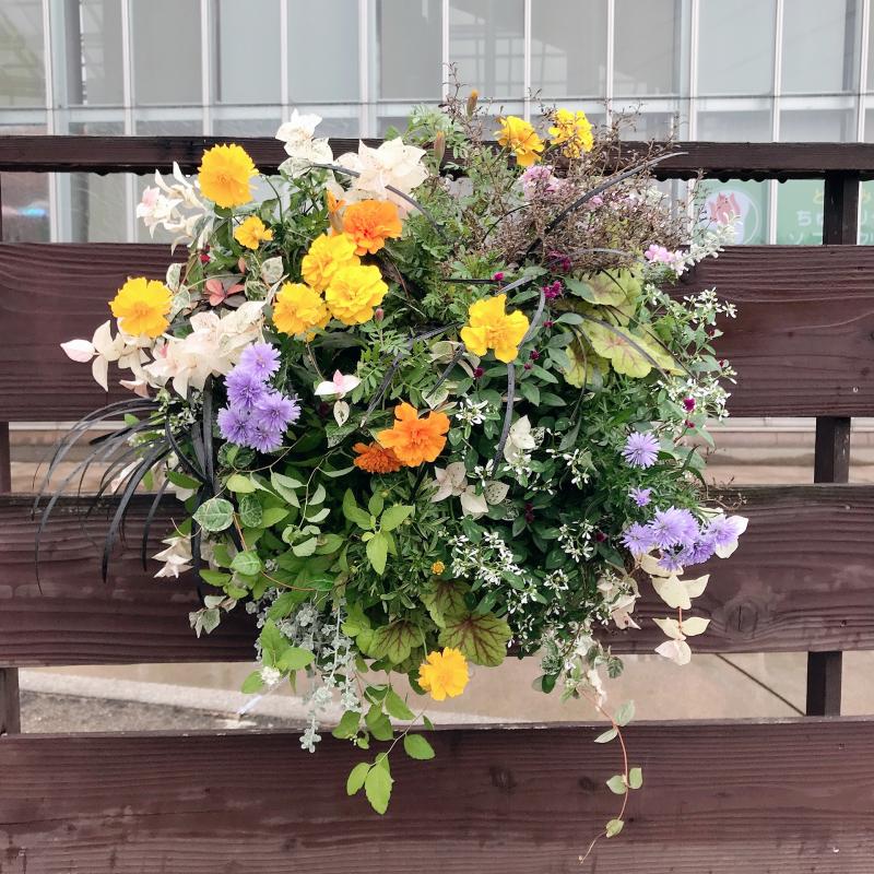 球根の寄せ植え作りませんか？体験教室のご案内 コノコト｜北日本新聞webunプラス