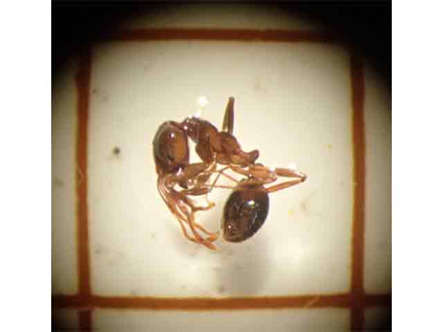 富山新港にヒアリ1000匹 本州日本海側で初、人的被害は確認されず｜北日本新聞webunプラス