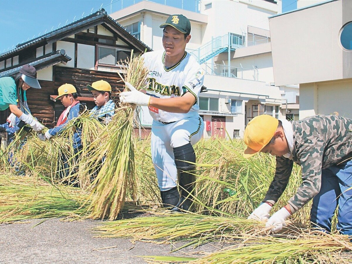 高岡・二塚小5年生、サンダーバーズ選手と稲刈り｜北日本新聞webunプラス
