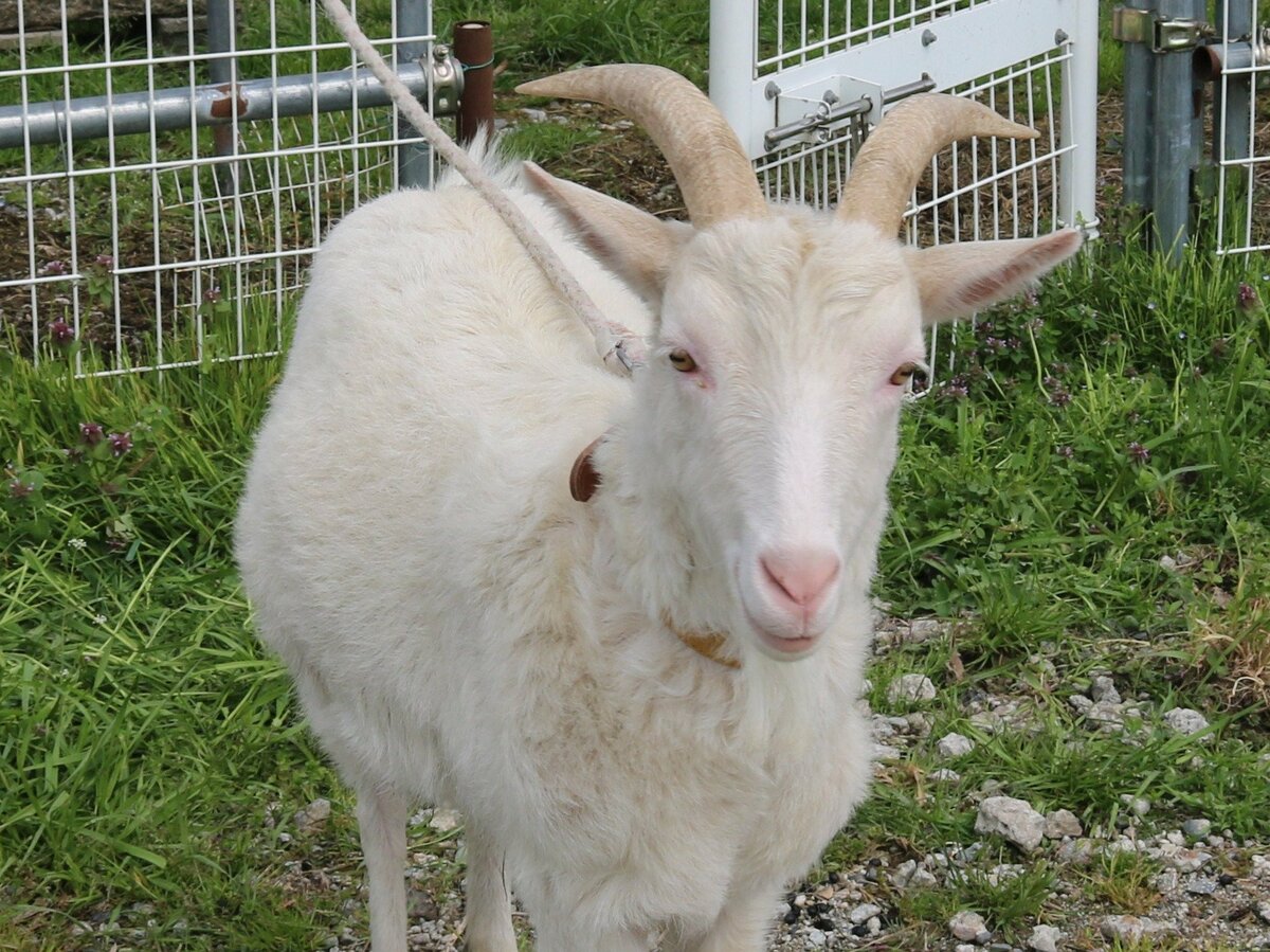 ヤギ人気とメェ～られない！！ 県内に370頭、過去15年で最多 ｜北日本新聞webunプラス