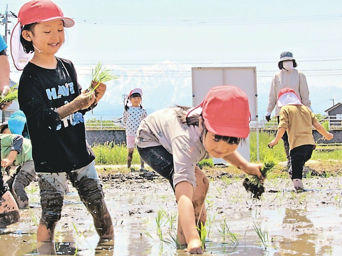 食糧難のマリ共和国へコメ送ろう 滑川・やなぎはら保育園児が田植え｜北日本新聞webunプラス